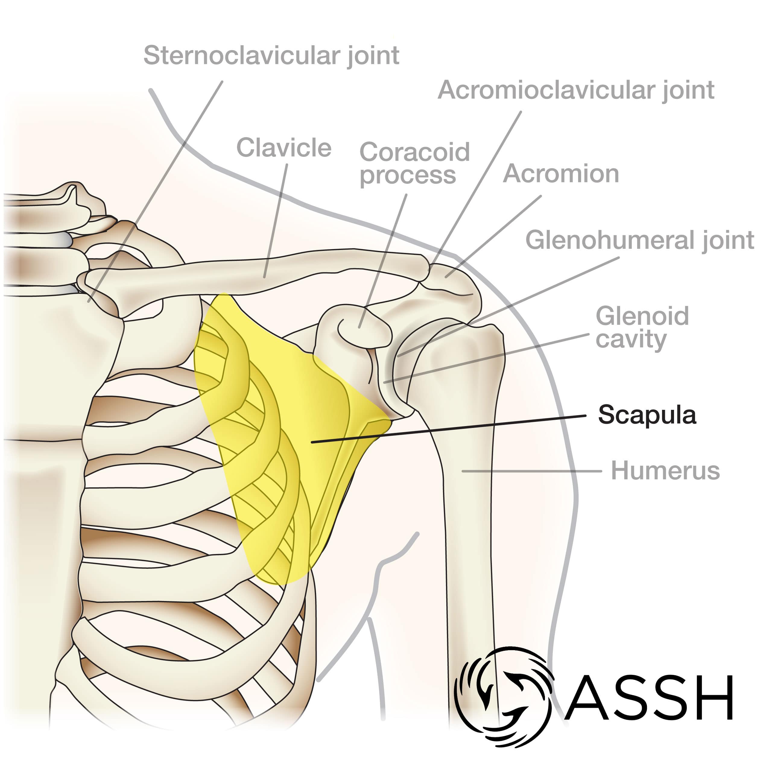 Clavicle And Scapula Diagram Clavicle And Scapula Diagram
